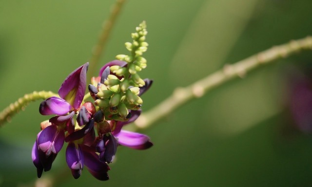 KORZEŃ KUDZU – GE GEN | Złoty Środek